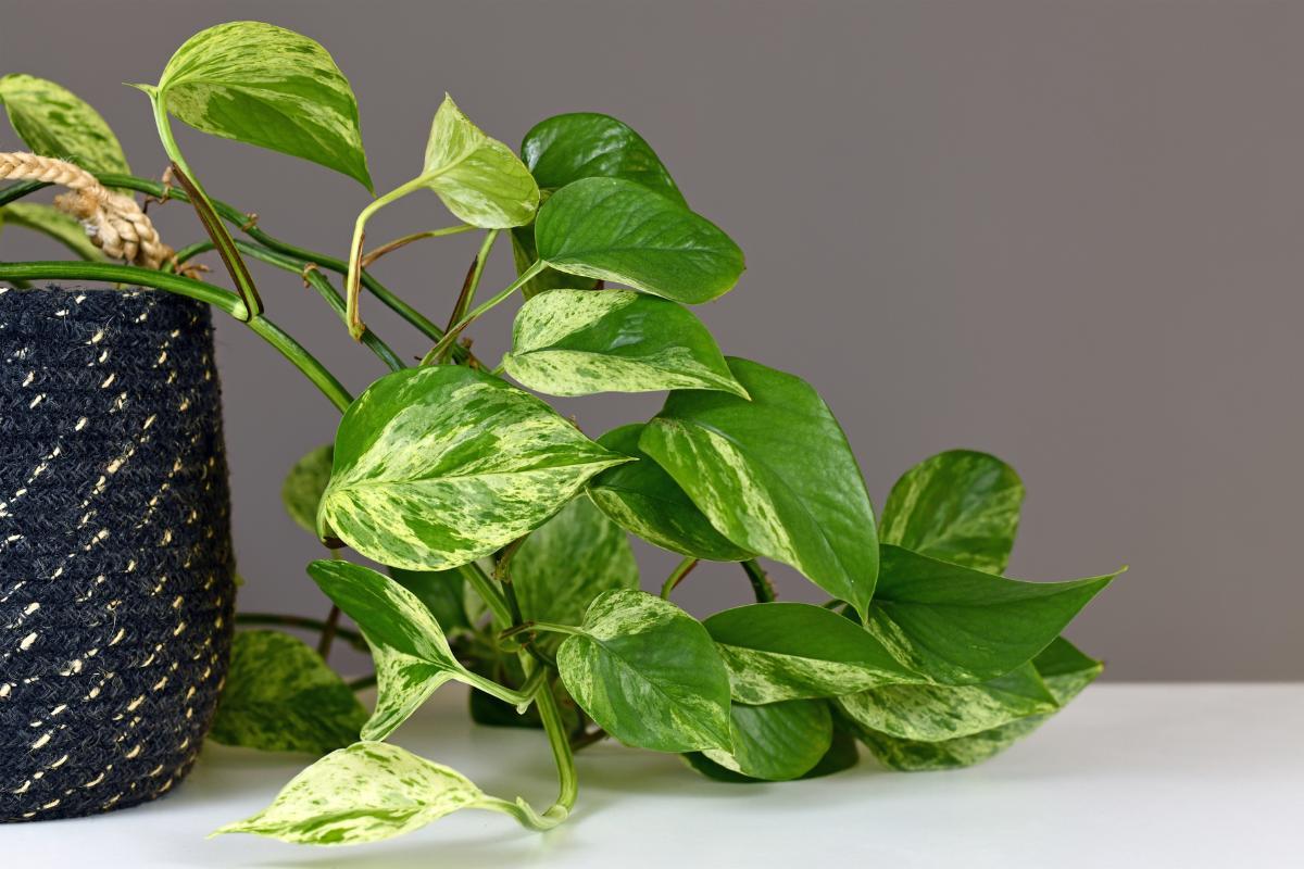 Pothos : types et photos - 10 TYPES de POTHOS