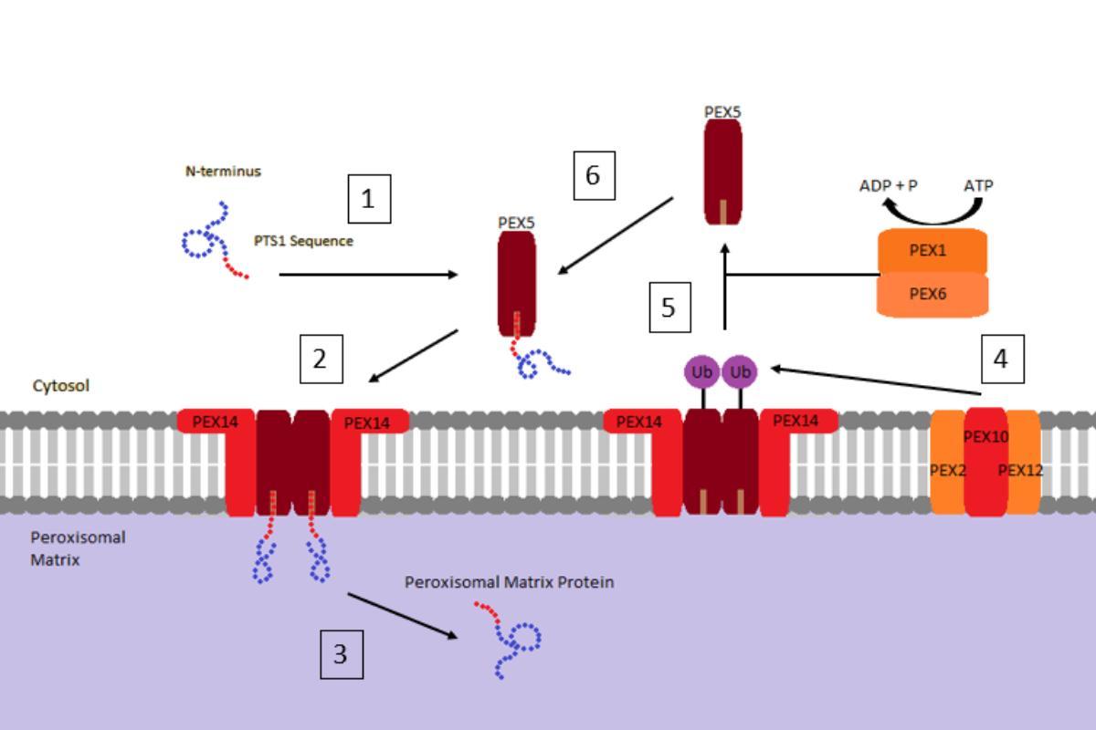 Peroxysome : définition, fonction et structure