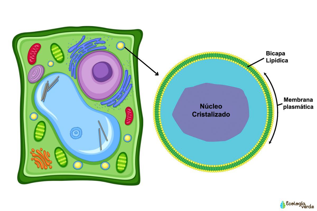 Peroxysome : définition, fonction et structure