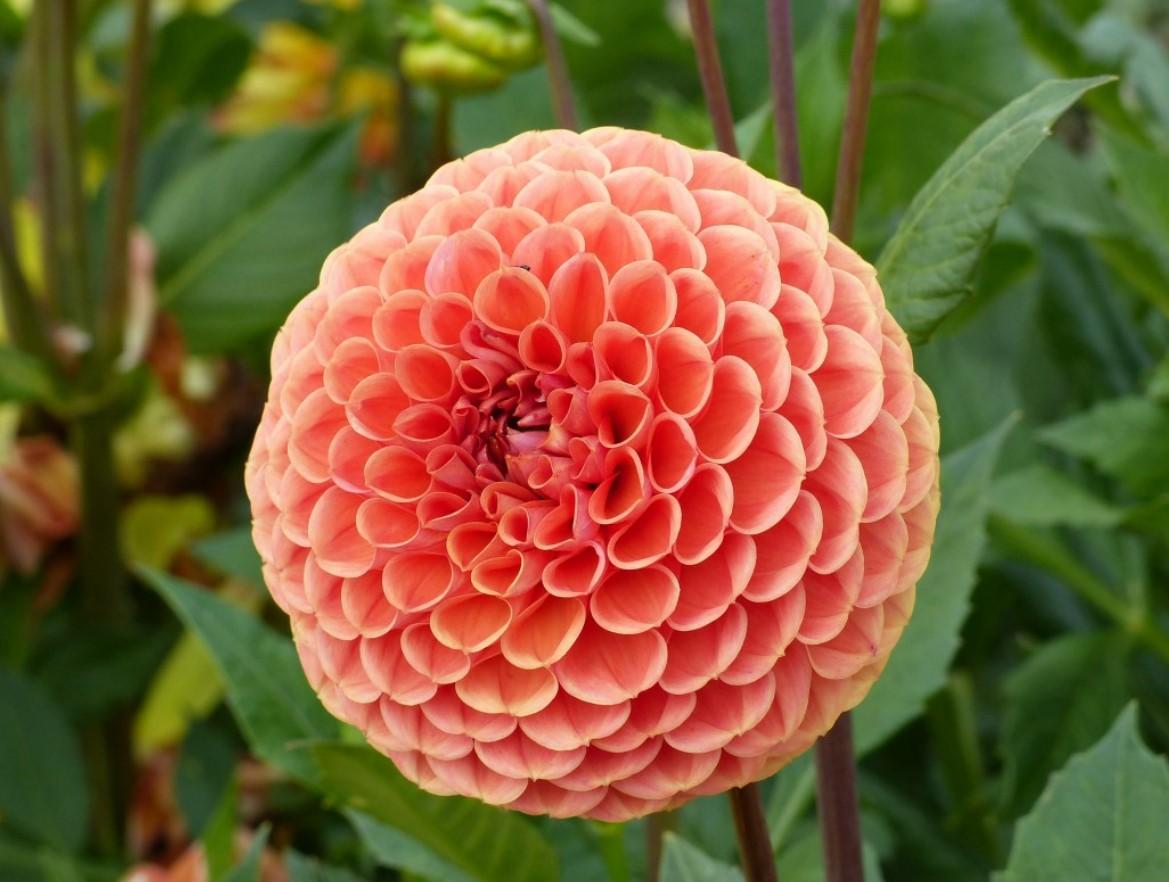 7 FLEURS avec des POMPONS - Noms et PHOTOS