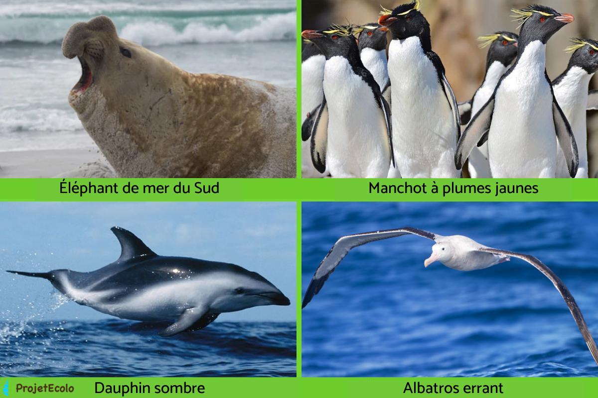 25 ANIMAUX de l'ANTARCTIQUE - Noms, caractéristiques et photos