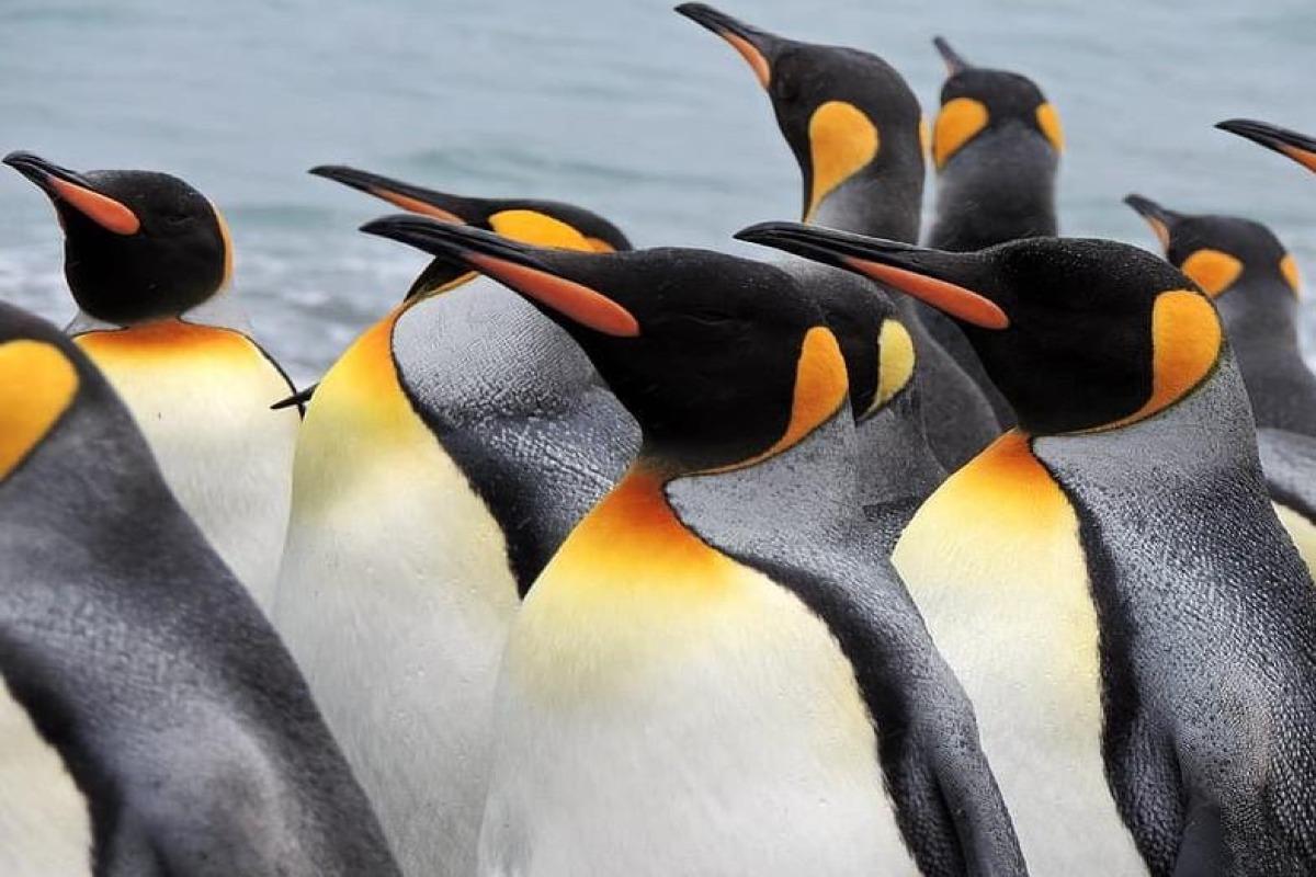 25 ANIMAUX de l'ANTARCTIQUE - Noms, caractéristiques et photos