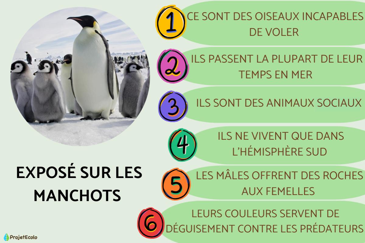 Manchots : plumes ou poils, habitat et prédateurs - 10 FAITS INTÉRESSANTS