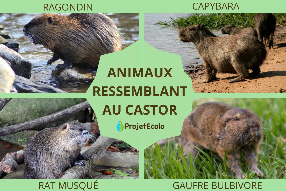 Sitemapcdatahttpsmodeinf Inetcomplante Ressemblant Au Senecon