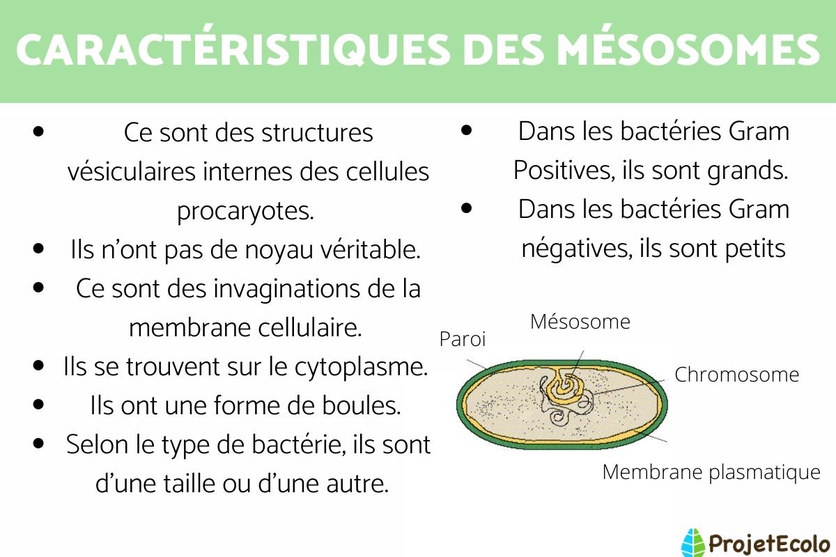 Mésosome : Définition, fonction et composition