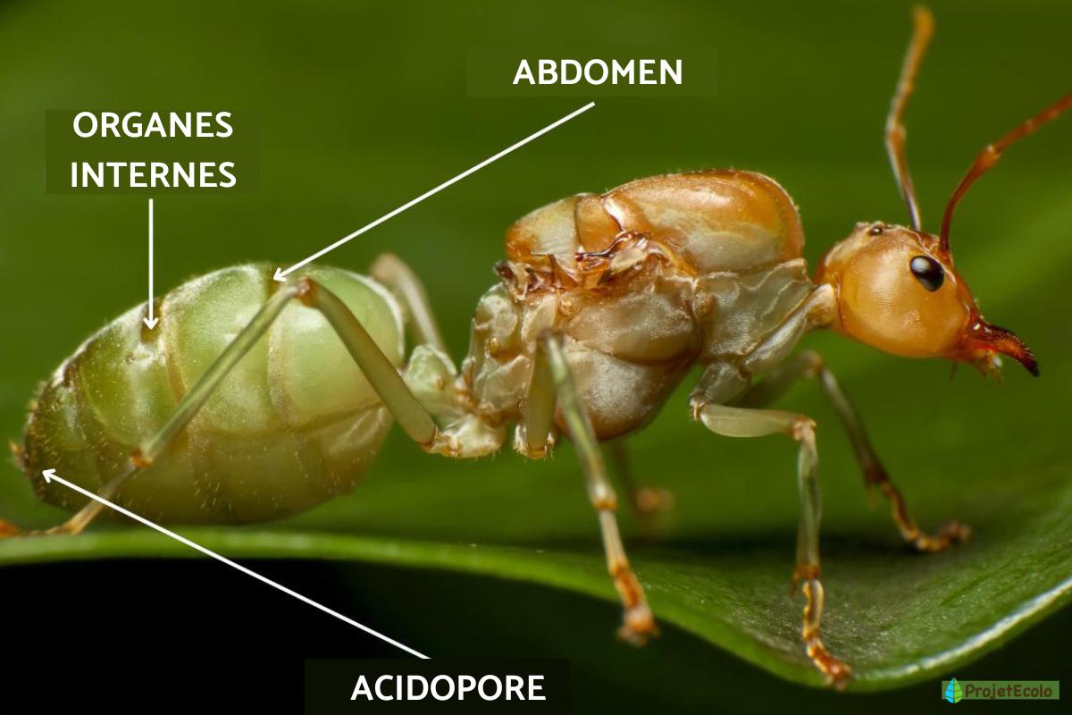 Anatomie de la fourmi - Schéma de la fourmi- Combien de pattes ont les ...