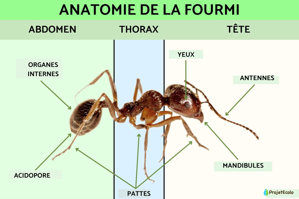 Anatomie de la fourmi - Schéma de la fourmi- Combien de pattes ont les ...