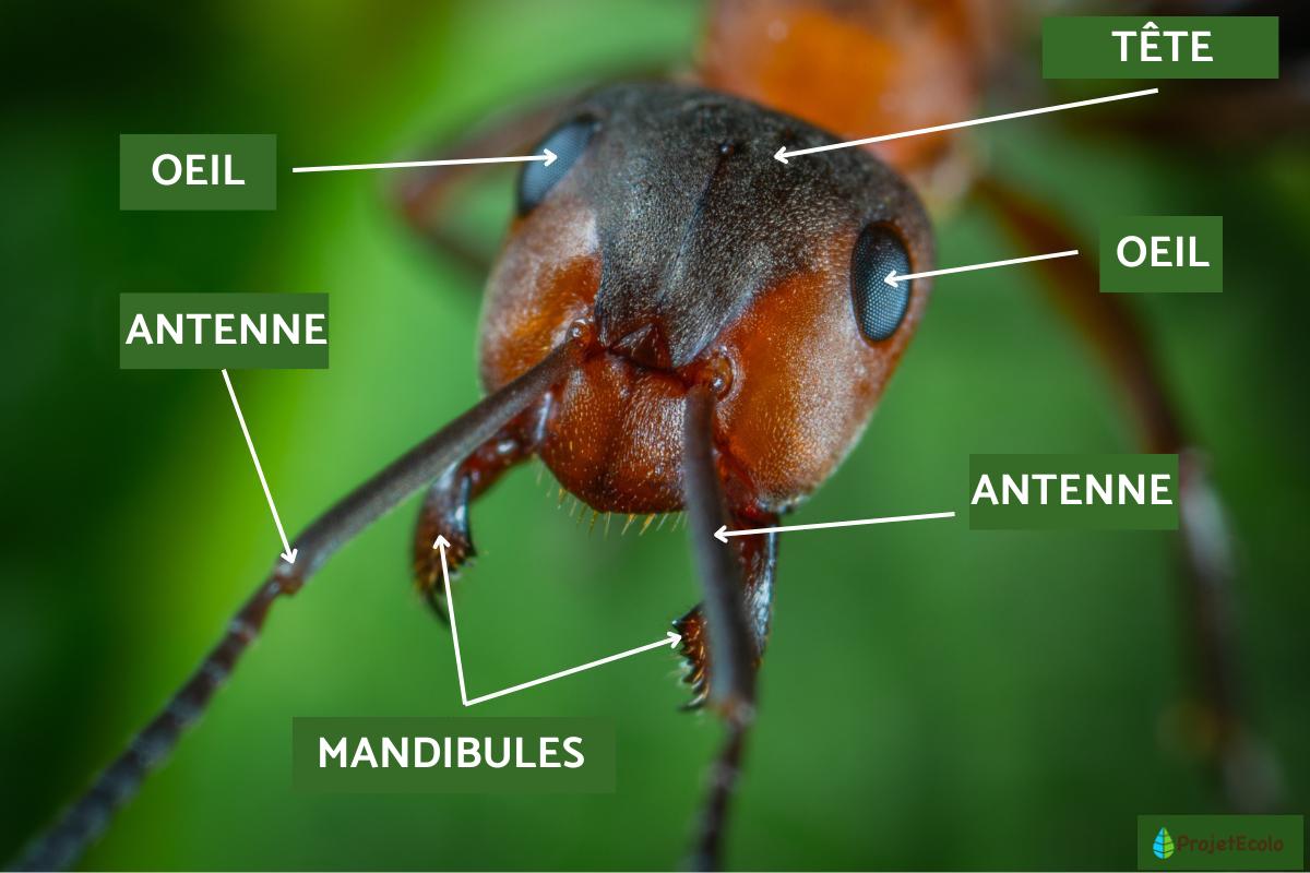Anatomie de la fourmi - Schéma de la fourmi- Combien de pattes ont les ...
