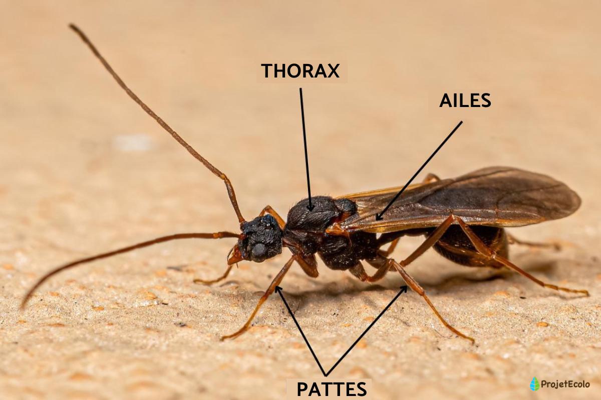 Anatomie de la fourmi - Schéma de la fourmi- Combien de pattes ont les ...
