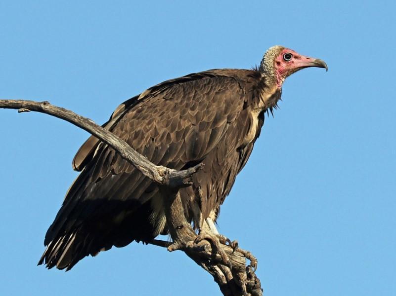 11 TYPES de VAUTOURS - NOMS, CARACTÉRISTIQUES et PHOTOS