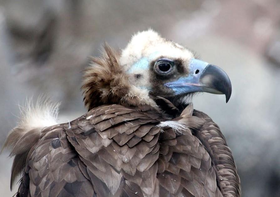 11 TYPES de VAUTOURS - NOMS, CARACTÉRISTIQUES et PHOTOS
