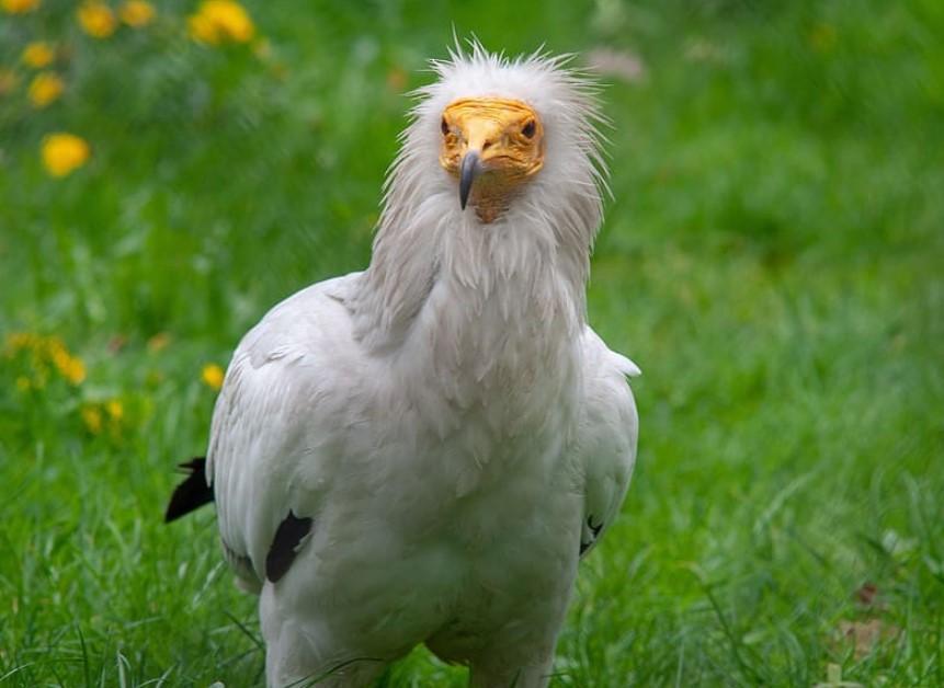 11 TYPES de VAUTOURS - NOMS, CARACTÉRISTIQUES et PHOTOS