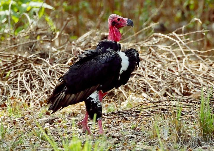 11 TYPES de VAUTOURS - NOMS, CARACTÉRISTIQUES et PHOTOS