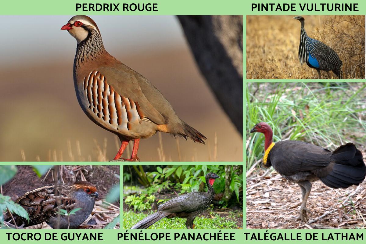 Gallinacés ou galliformes : Définition, caractéristiques ...