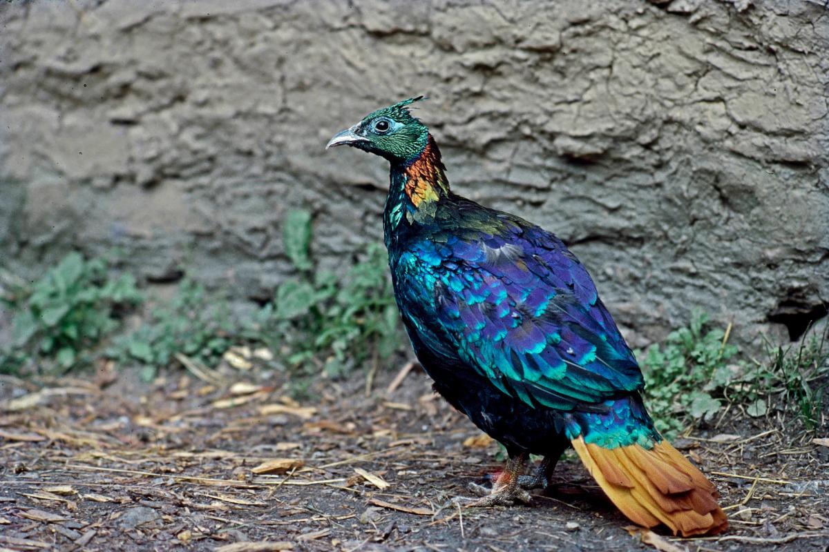 Gallinacés ou galliformes : Définition, caractéristiques ...