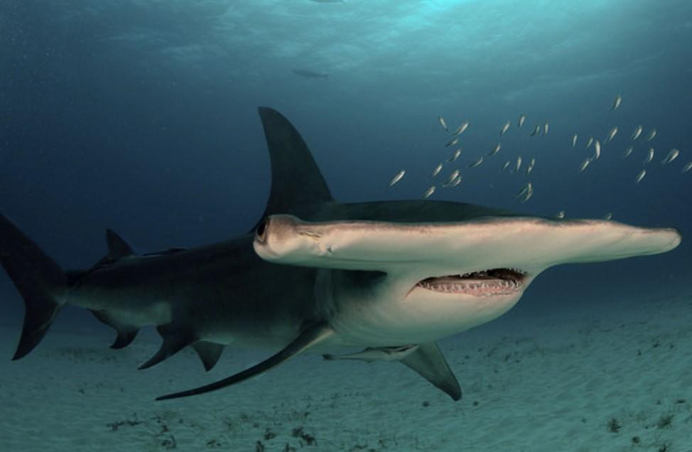 Les différents requins : noms et photos