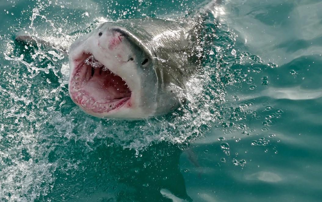 Les différents requins : noms et photos