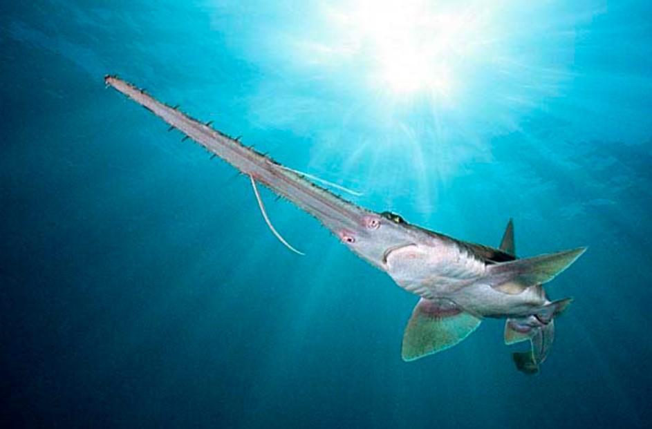 Les différents requins : noms et photos