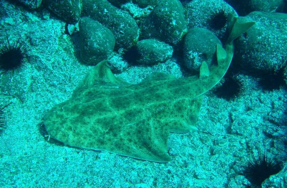 Les différents requins : noms et photos