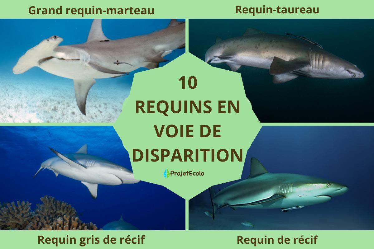 10 requins en voie de disparition - NOMS et PHOTOS