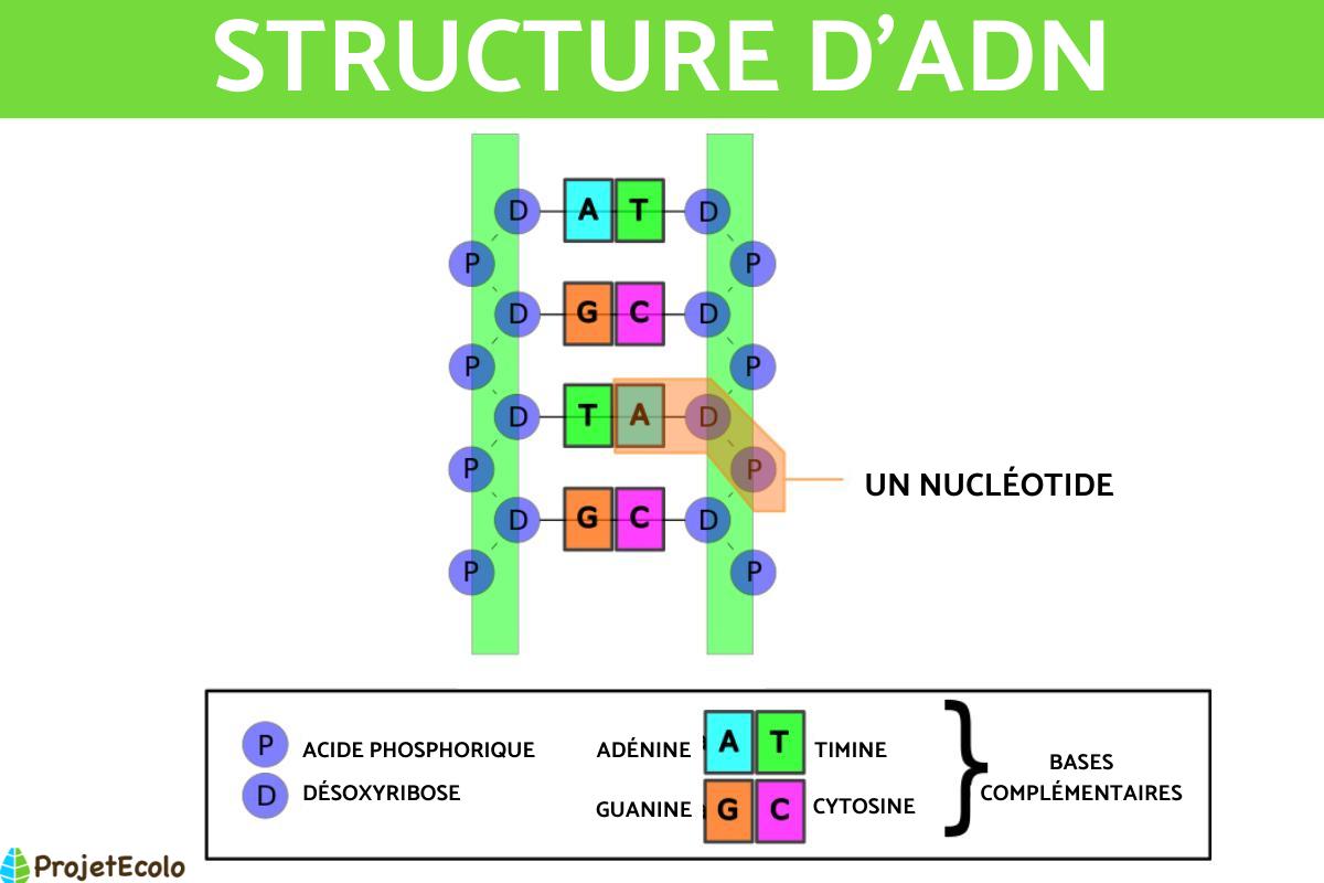 6 DIFFÉRENCES entre ADN et ARN - Schéma explicatif