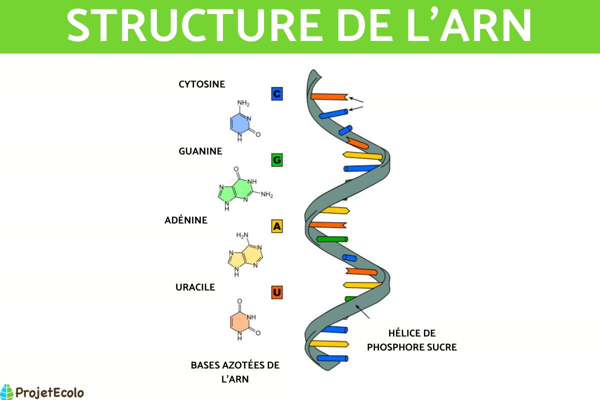 6 DIFFÉRENCES entre ADN et ARN - Schéma explicatif