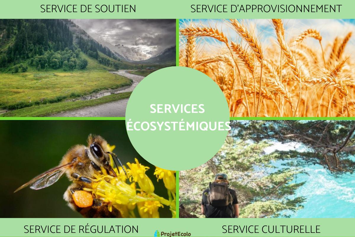 Services écosystémiques : Définition, types et exemples