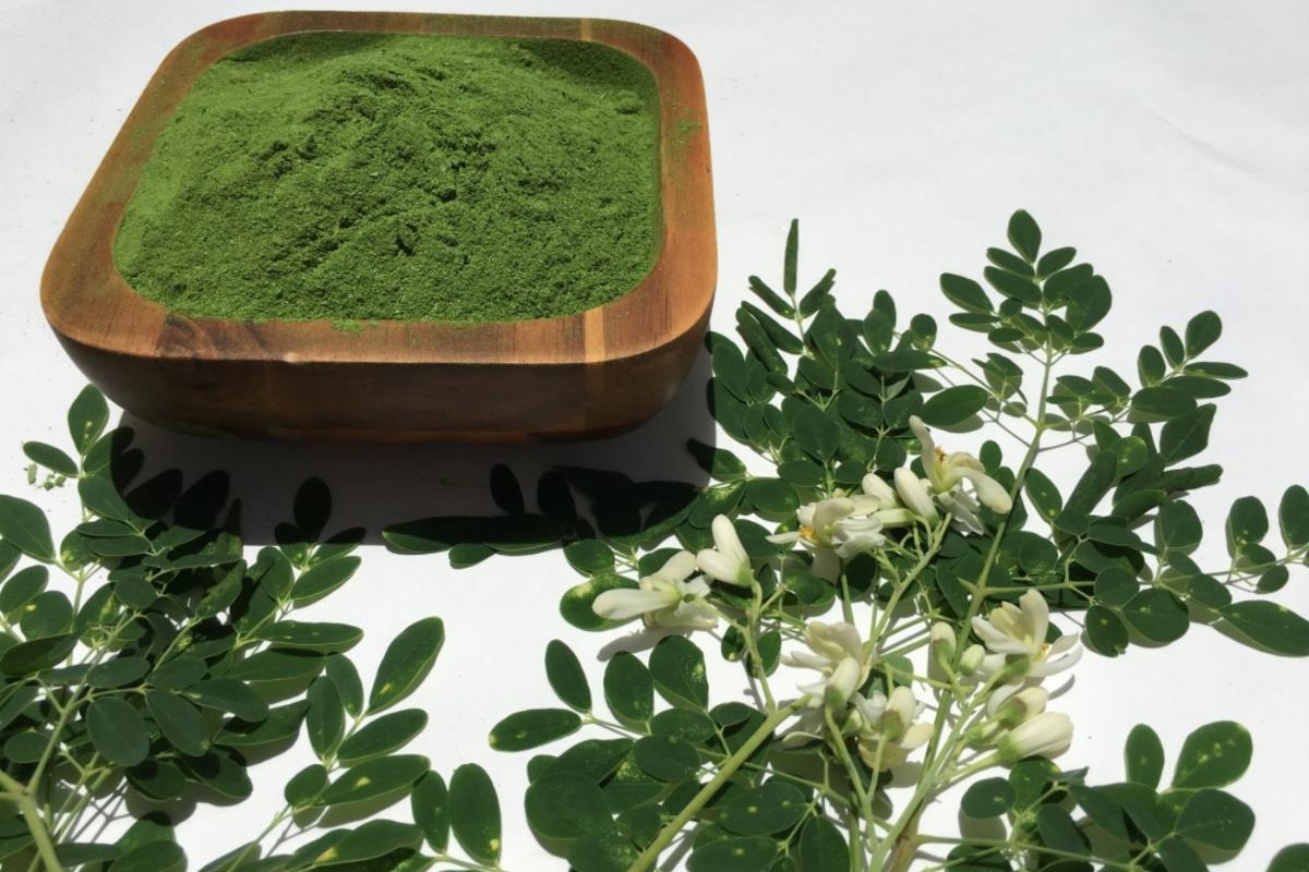 MORINGA : BIENFAITS, UTILISATION et CONTRE-INDICATIONS