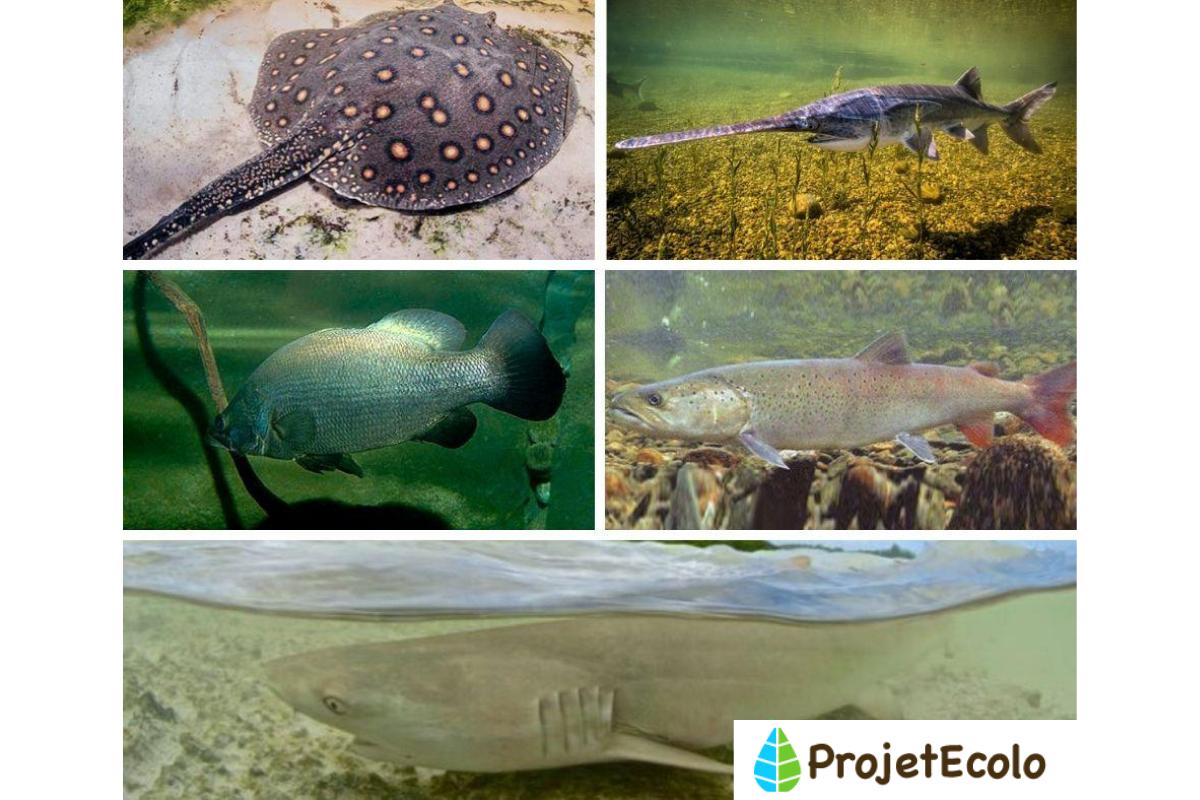 Les POISSONS D'EAU DOUCE : espèces, liste et image