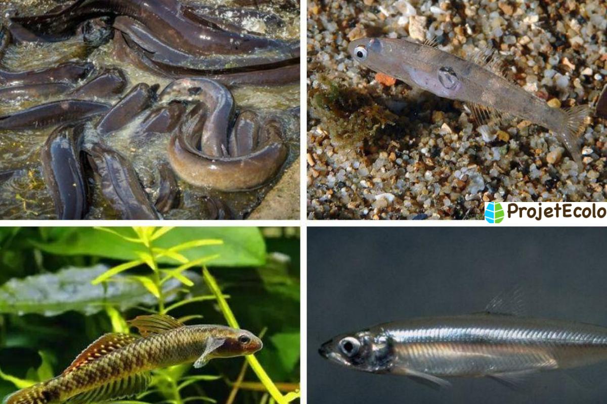 Les POISSONS D'EAU DOUCE : espèces, liste et image