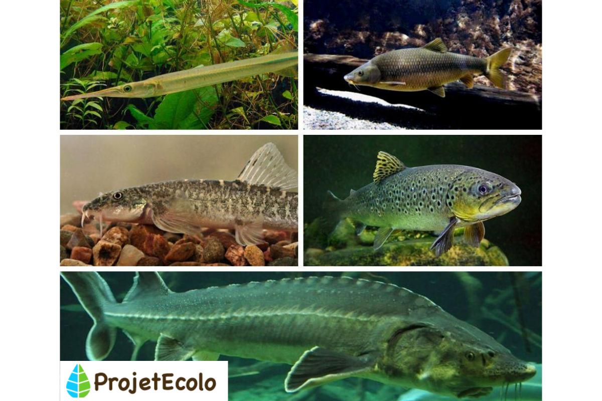 Les POISSONS D'EAU DOUCE : espèces, liste et image