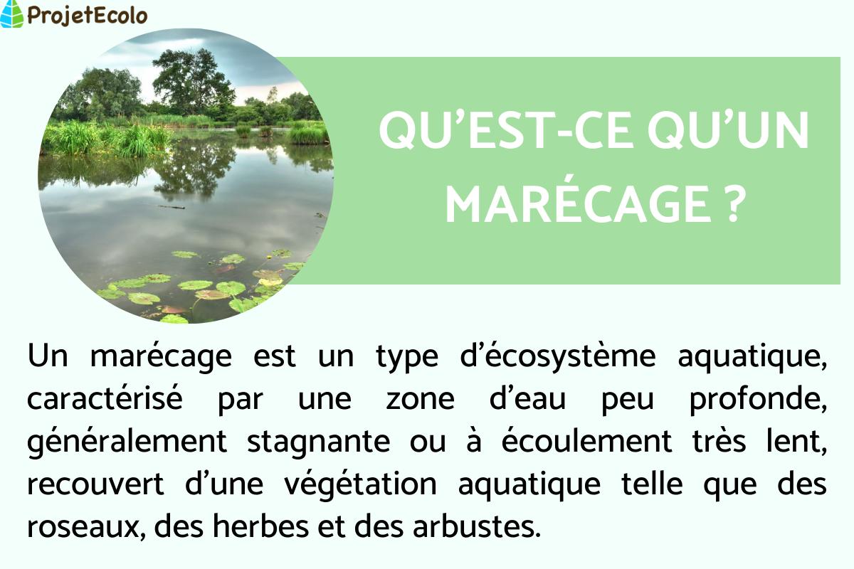 MARÉCAGE : DÉFINITION, CARACTÉRISTIQUES et TYPES