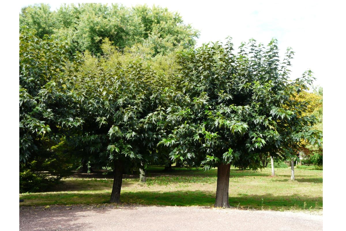 TOP 7 des HAIES et ARBRES qui POUSSENT VITE - PHOTOS