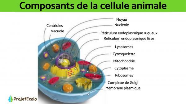 6 TYPES de CELLULES et LEURS caractéristiques - avec SCHÉMA