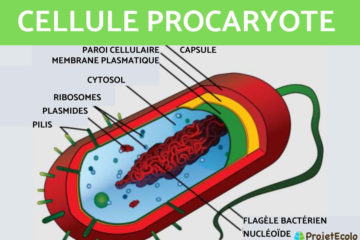 6 TYPES de CELLULES et LEURS caractéristiques - avec SCHÉMA