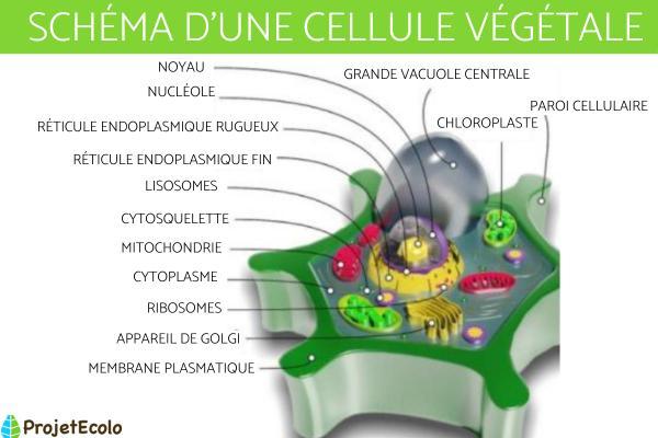 6 TYPES de CELLULES et LEURS caractéristiques - avec SCHÉMA