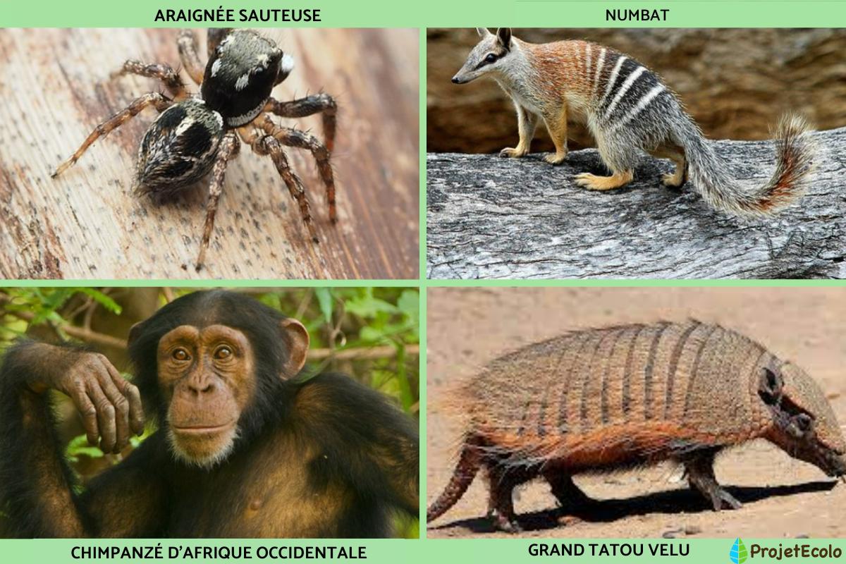 14 ANIMAUX QUI MANGENT DES FOURMIS - LISTE de noms et photos