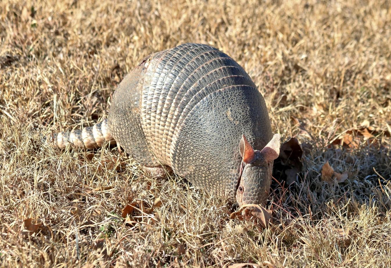 14 ANIMAUX QUI MANGENT DES FOURMIS - LISTE de noms et photos