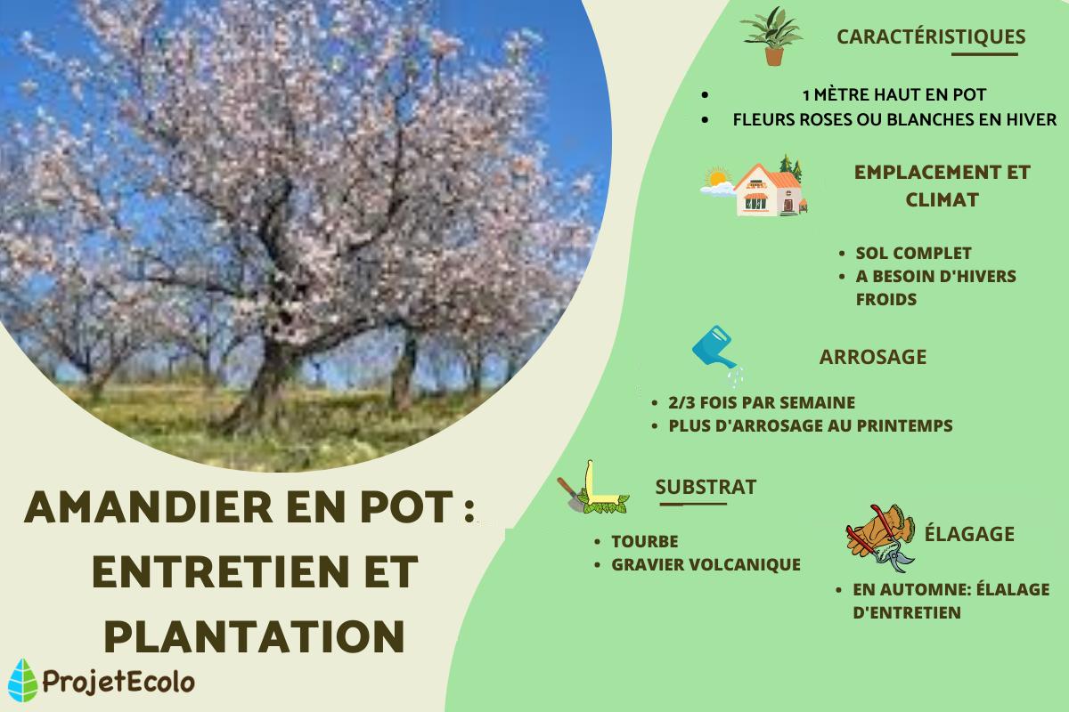 Amandier en pot : Entretien et en planter un