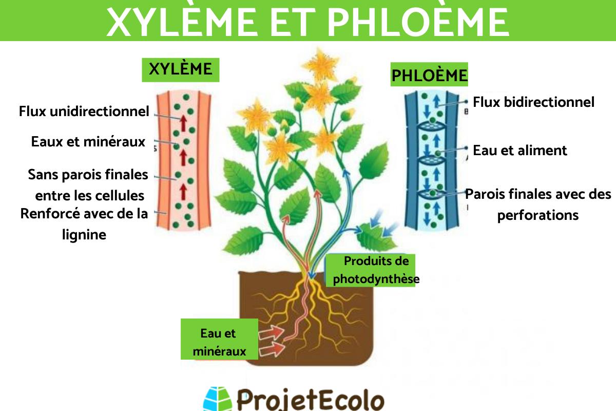 Phloème : Définition et FONCTION