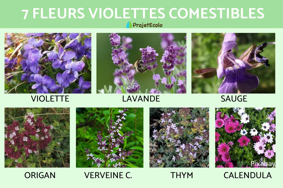 7 FLEURS VIOLETTES COMESTIBLES - LISTE, PHOTOS et VIDÉOS