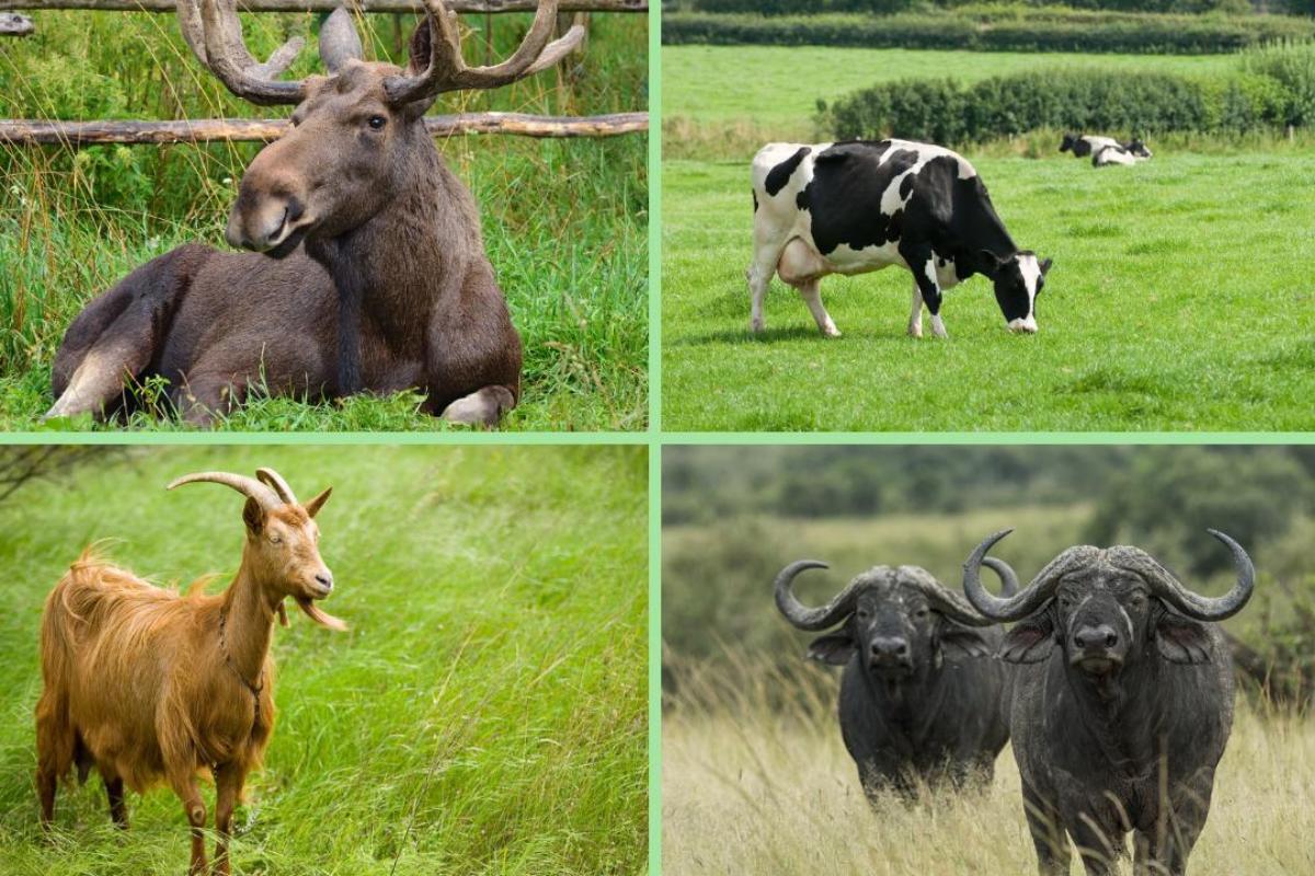 Animaux ruminants : Définition et exemples