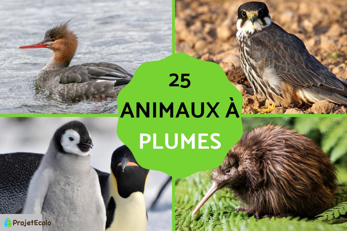 25 ANIMAUX à PLUMES - Noms, caractéristiques et PHOTOS