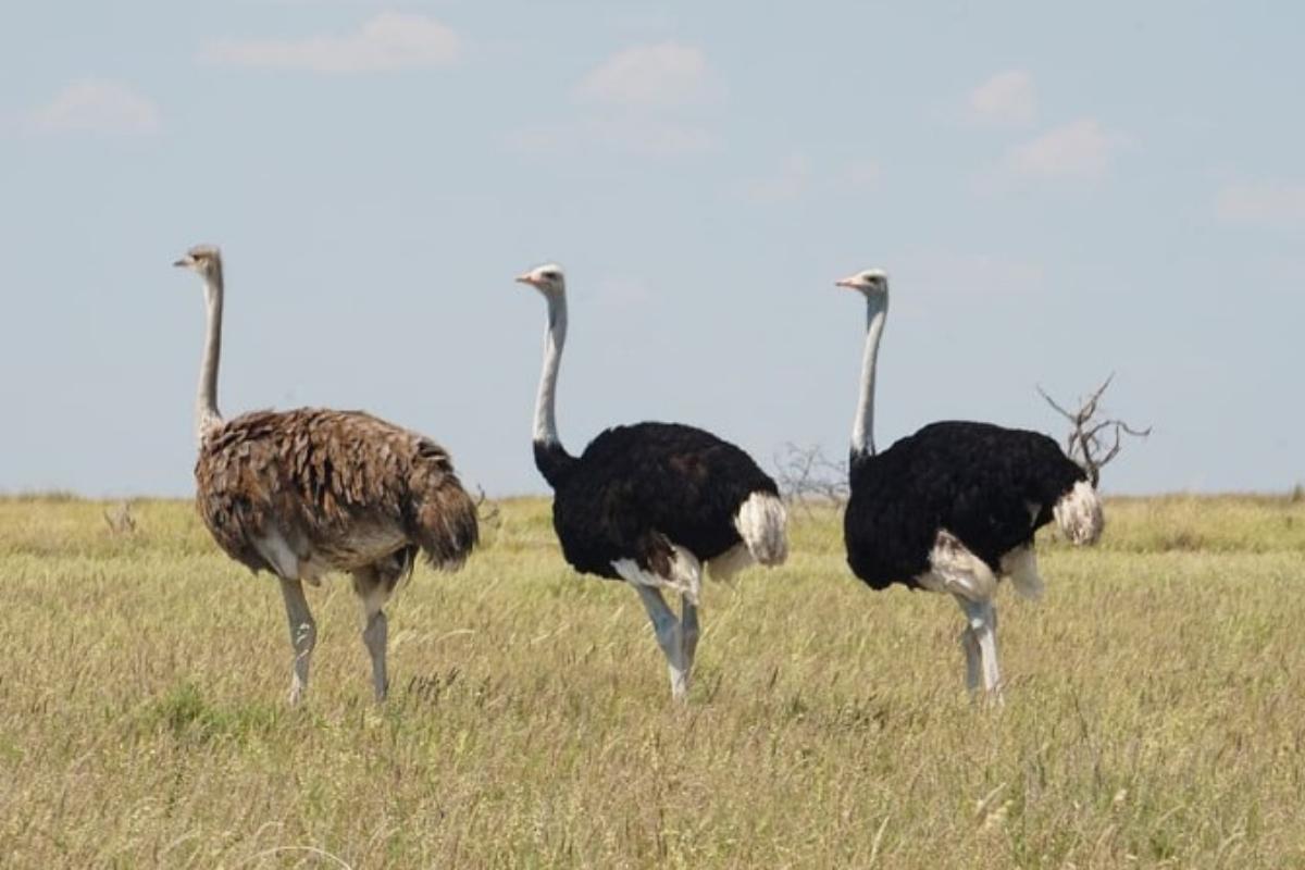 25 ANIMAUX à PLUMES - Noms, caractéristiques et PHOTOS
