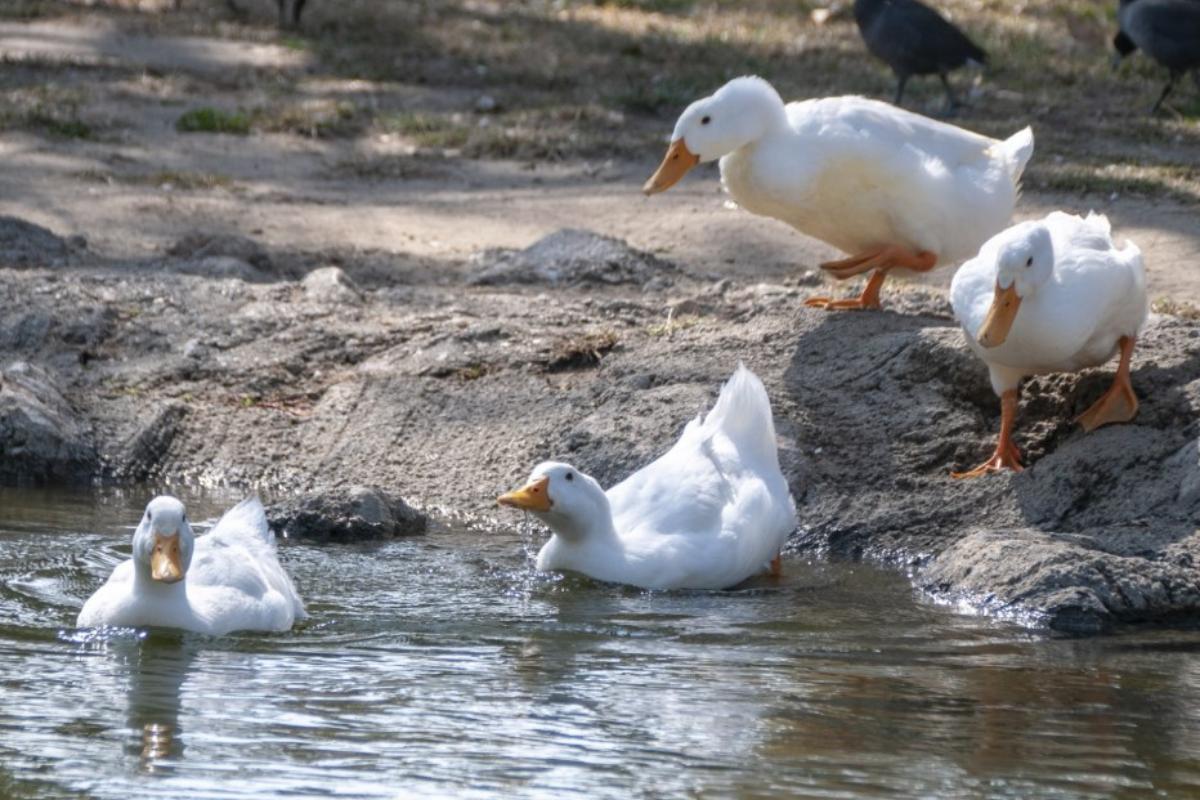 25 ANIMAUX à PLUMES - Noms, caractéristiques et PHOTOS