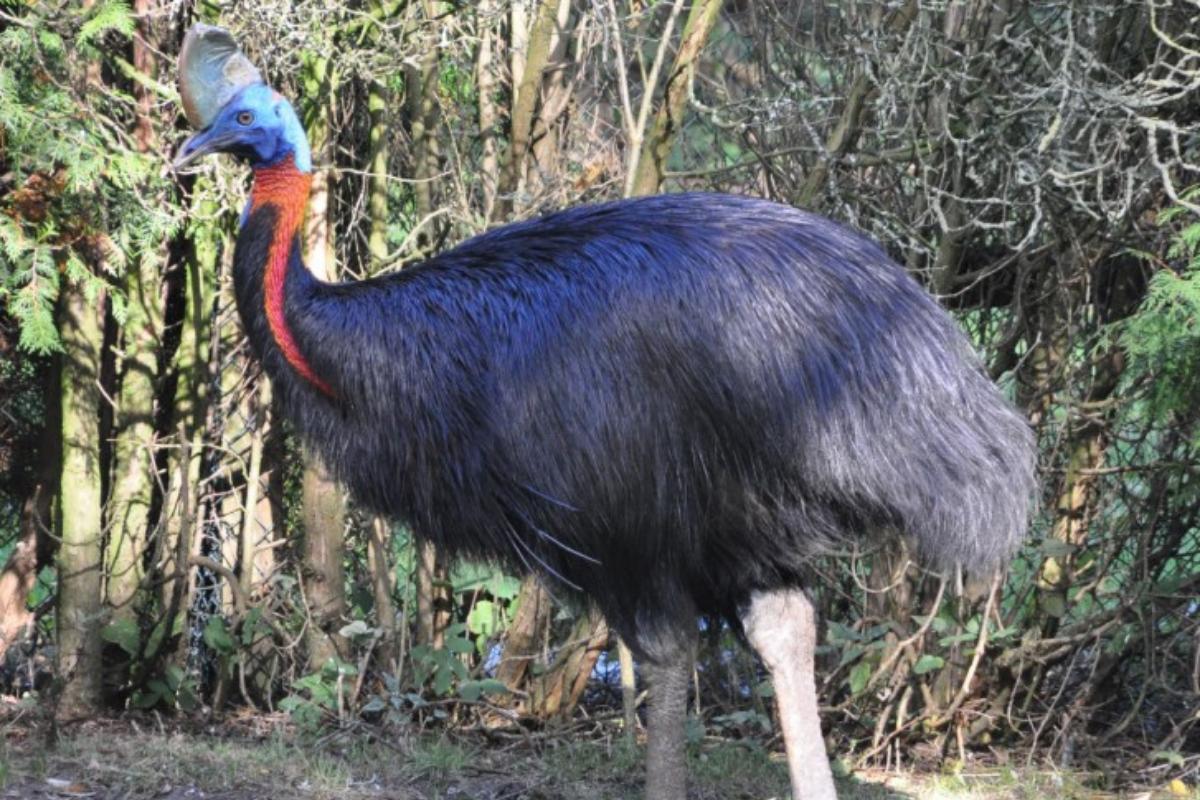 25 ANIMAUX à PLUMES - Noms, caractéristiques et PHOTOS