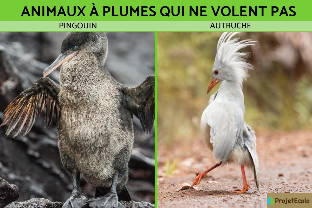 25 ANIMAUX à PLUMES - Noms, caractéristiques et PHOTOS