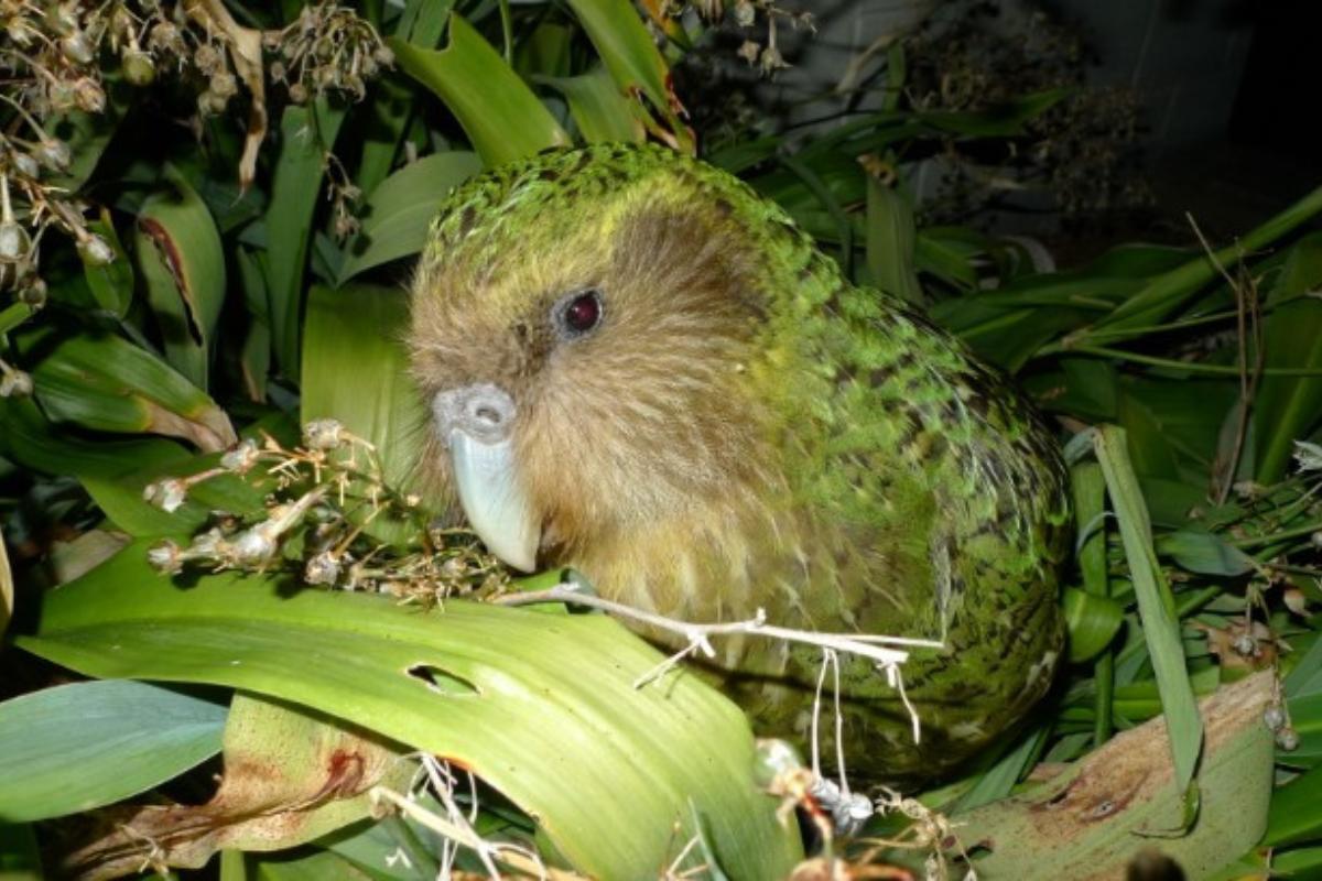25 ANIMAUX à PLUMES - Noms, caractéristiques et PHOTOS