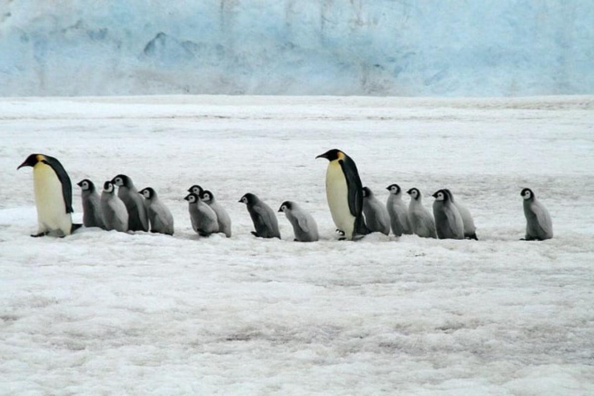 25 ANIMAUX à PLUMES - Noms, caractéristiques et PHOTOS
