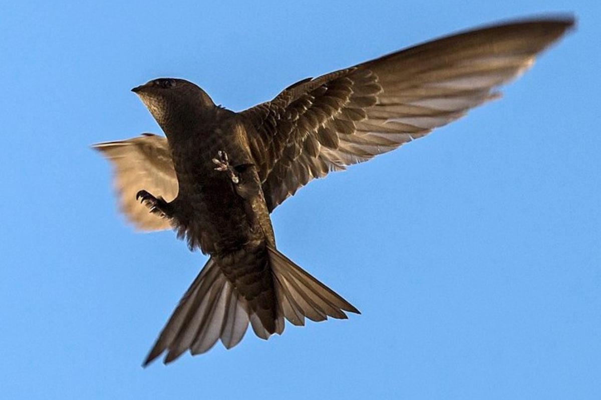 25 ANIMAUX à PLUMES - Noms, caractéristiques et PHOTOS